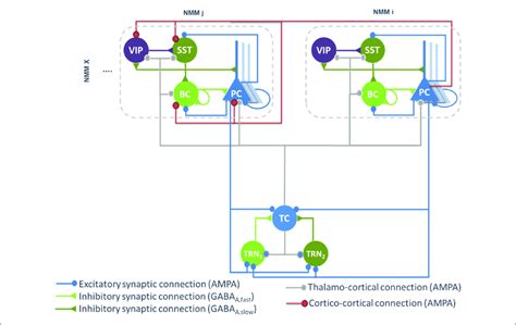 Large Scale Architecture Of The Model Illustration Of The Synaptic