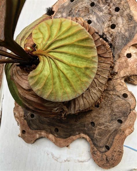 Thestagguy Thestagguy Added A New Photo