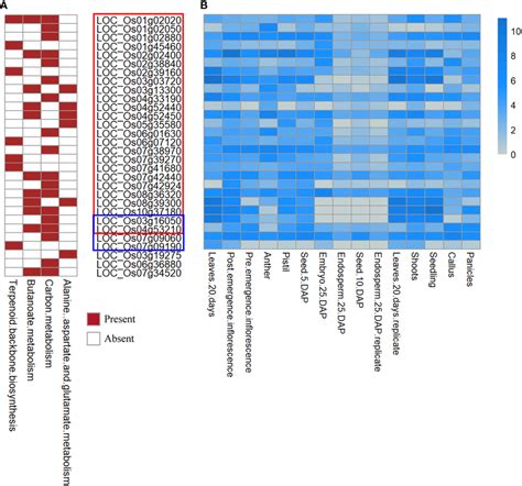 Heatmap Of The Functional Enrichment Analysis And Tissue Specific