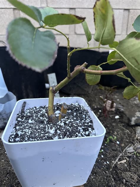 Any Propagation Tips For This Cutting Rgardening