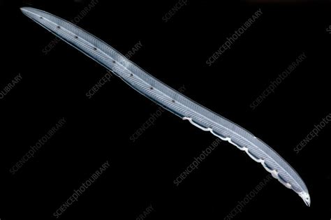 Eel Larva Or Leptocephalus Stock Image C050 2385 Science Photo Library