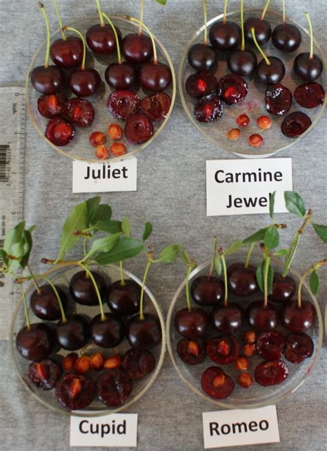 Juliet Cherry Prairie Gardens