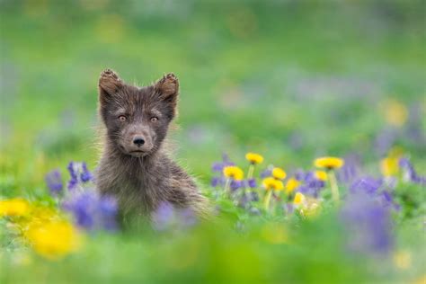 Canadian Nature Photographer John Meragias Captures Fascinating