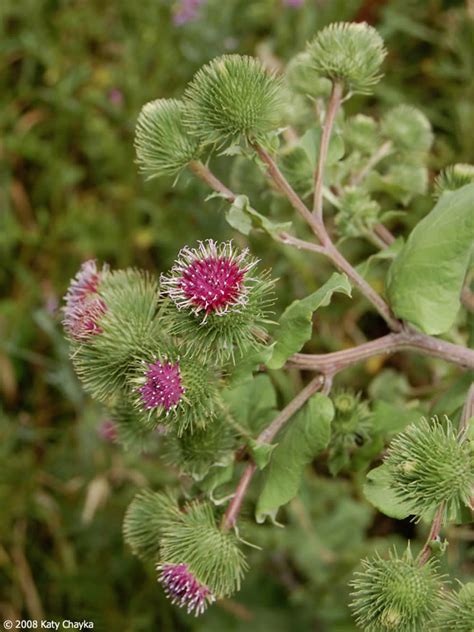 Arctium Lappa Great Burdock Minnesota Wildflowers