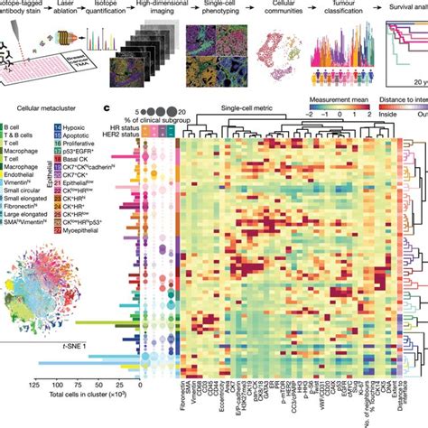 single cell phenotypes in high dimensional histopathology of breast