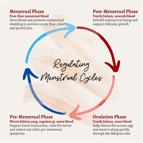 Regulating Menstrual Cycles