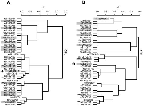 Dendrograms Showing R 2 Relationships Between C6orf97 Esr1 Snps In