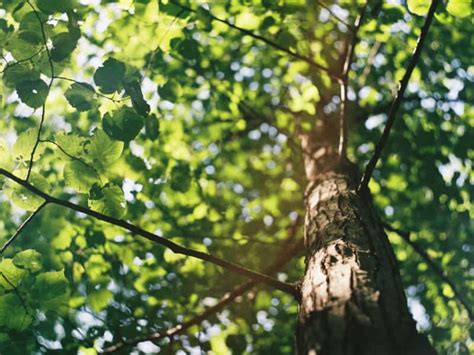 How To Kill An Elm Tree