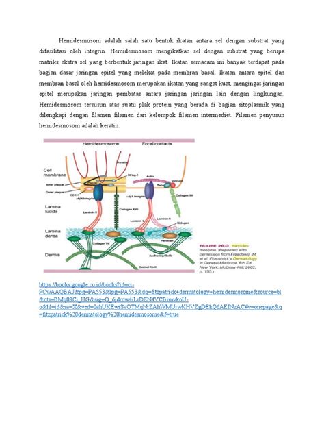 Fungsi Hemidesmosom Pada Jaringan Epitel Pdf