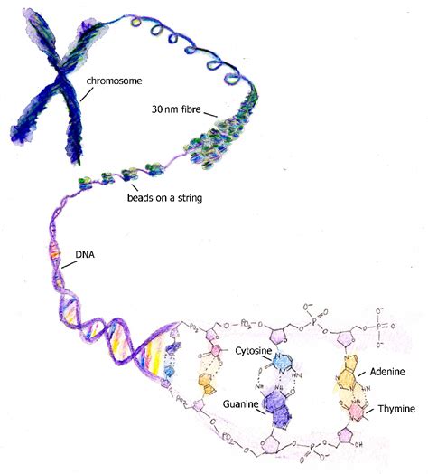 Figure 1 2 From Identification And Validation Of Transcription Factors That Regulate Chromatin
