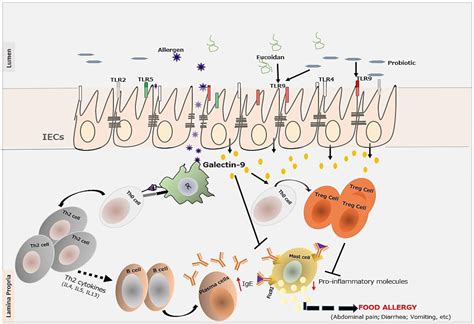 Toll Like Receptor 9 Is Involved In The Induction Of Galectin 9 Protein