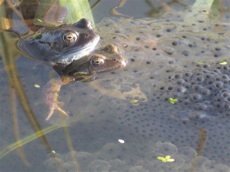 Frogs Did You Know They Hibernate
