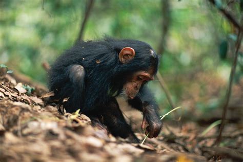 Tanzania Trade Exports Imports Britannica