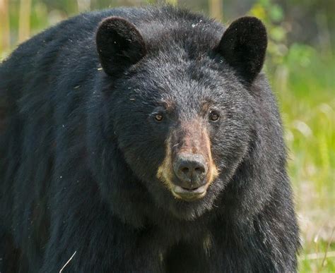 Be Bear Aware In Lake Tahoe Lake Tahoe Travel