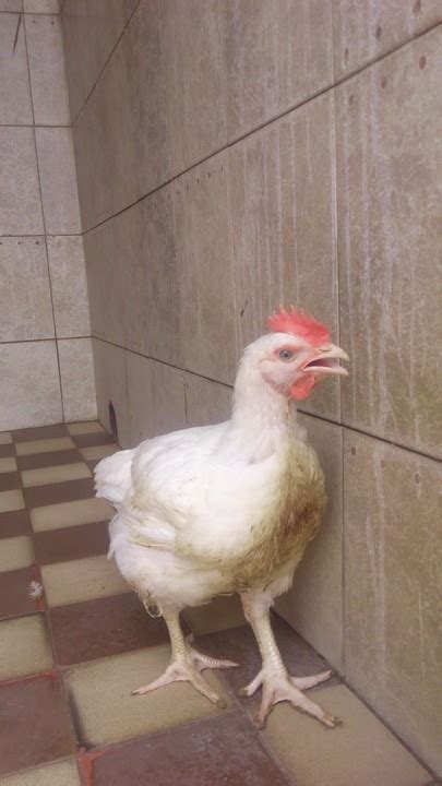 Five Weeks Old Broilers For Sale In Ibadan Agriculture 2 Nigeria