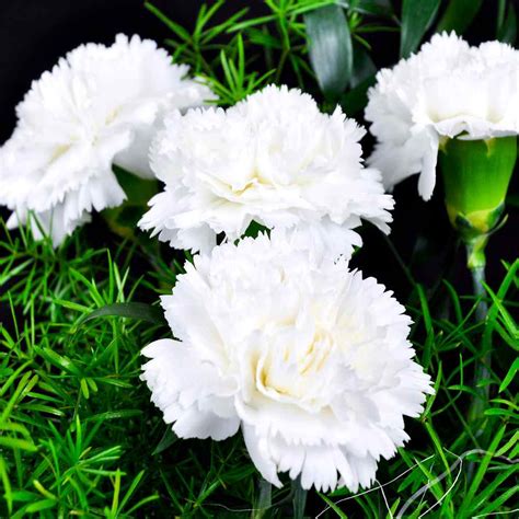 Carnation Seeds Dianthus Caryophyllus Grenadin White Flower Seed