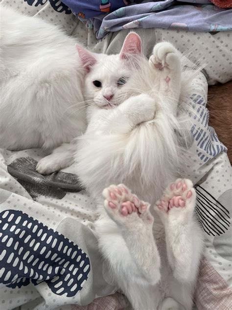 683 Best R Toebeans Images On Pholder Its A Good Morning When You Have Kitty Feet In Your