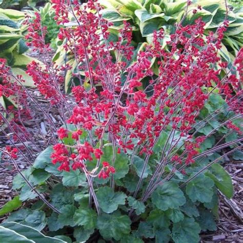 Coral Bells Ruby Bells