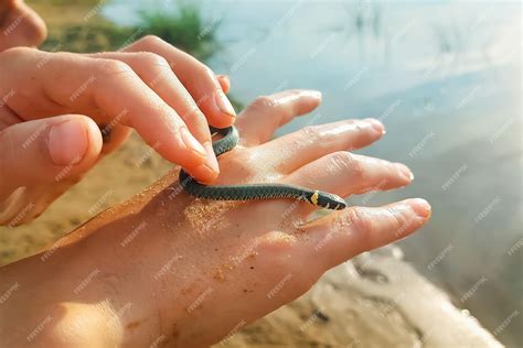 Pequeña Serpiente De Agua Negra Natrix Con Manchas Amarillas Brillantes