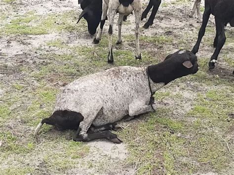 Ovelha Já Prenha Animais Em Natal Farmby