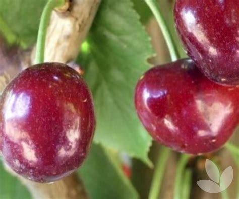 Prunus Avium Bing Bing Cherry Tree Trees Speciality Trees