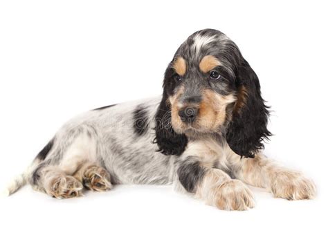 Cani Cocker Spaniel Inglese Di Famiglia Fotografia Stock Immagine Di Marrone Cucciolo 23621952