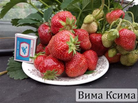 Клубника Вима Описание Сорта Фото Отзывы – Telegraph
