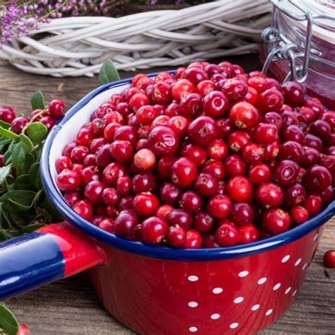 Best Lingonberry Jam Substitute 13 Alternatives For Any Recipe