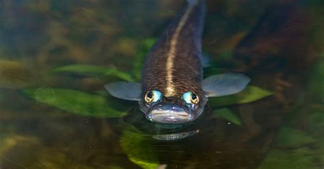 Los Peces Feos Est N En Mayor Peligro De Extinci N Que Los Considerados Lindos Infobae