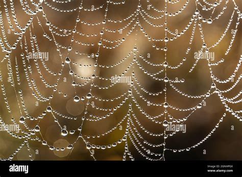 Natural Abstract Background With Sparkling Water Drops On A Spider Web Stock Photo Alamy