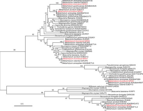 Phylogeny Of Fungal Nitronate Monooxygenase The Phylogenic Tree Of Download Scientific Diagram