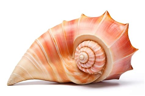 premium ai image sea shell conch isolated on a white background