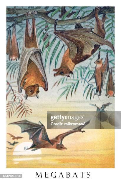 Fruit Bat Sketch Photos And Premium High Res Pictures Getty Images