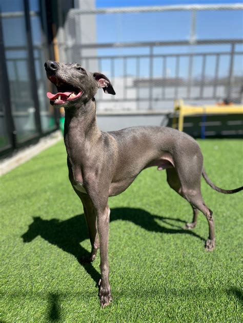 이탈리안 그레이하운드카이강아지 책임분양♥ 강아지입양 고양이입양 유기견입양센터 아이조아요양보호소