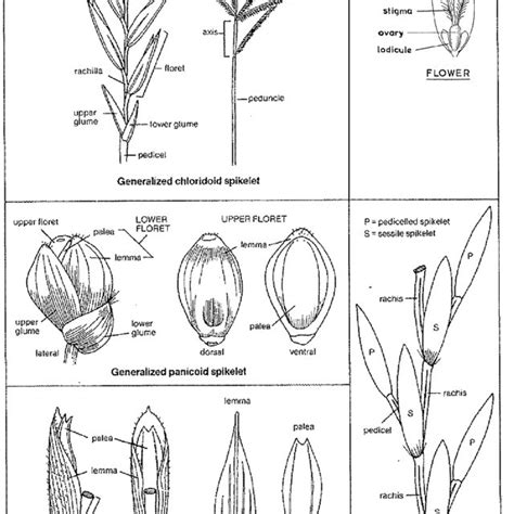 2 3 Geitleribactron Periphyticum 4 5 Chroococcus Dispersus 6 9 C Download Scientific