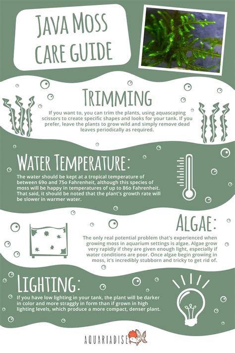 Java Moss Taxiphyllum Barbieri Care Sheet Aquariadise
