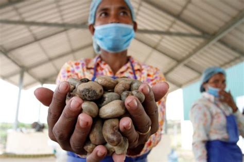 ធនាគារardbអនុញ្ញាតឱ្យកសិករខេត្តក្រចេះយកគ្រាប់ស្វាយចន្ទីស្ងួតធ្វើជាទ្រព្យធានាបំណុលបា សុីសុីថាមស៍