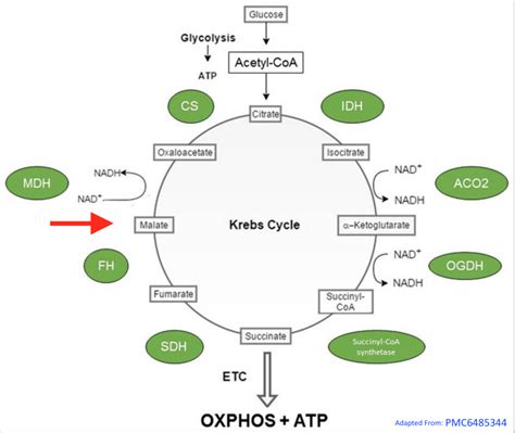 Malate And Malic Acid Relief For A Dry Mouth