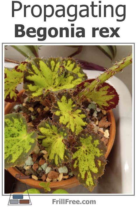 Propagating Begonia Rex The King Of Begonias