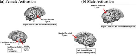 Common Ground For Spatial Cognition A Behavioral And Fmri Study Of Sex Differences In Mental Common Ground For Spatial Cognition A Behavioral And Fmri Study Of Sex Differences In Mental