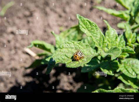 Potato Bugs Eating Green Leaves Of Potato Bush Insects Pests Eats Potato Leaves Colorado