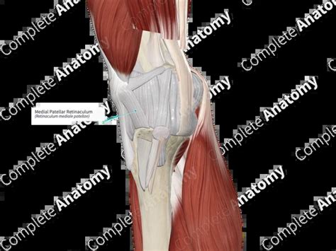 Medial Patellar Retinaculum Complete Anatomy