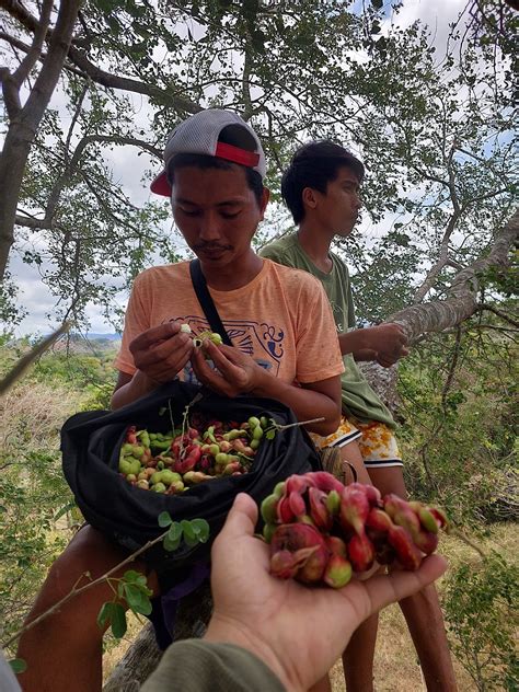 Bunga Ng Punong Kahoy Na Pampakapal Ng Balakubak Bunga Ng Punong Kahoy Na Pampakapal Ng