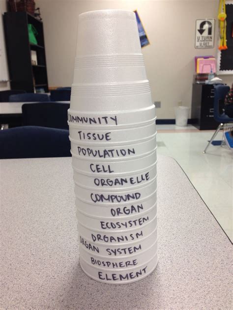 7 Levels Of Classification From Largest To Smallest