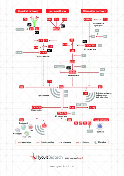 Tools For Complement Research Hycult Biotech