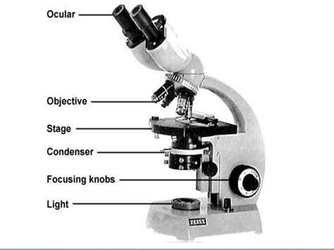 Micriobiology And Microbes Pptx