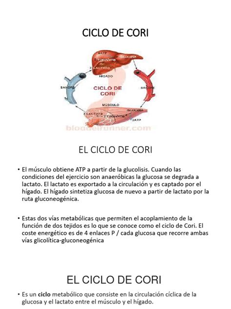 Ciclo De Cori Pdf Ácido Láctico Glucólisis