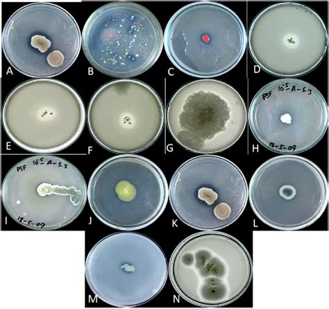 Phosphate Solubilizing Microorganisms Isolated From Medicinal Plants Improve Growth Of Mint [peerj]