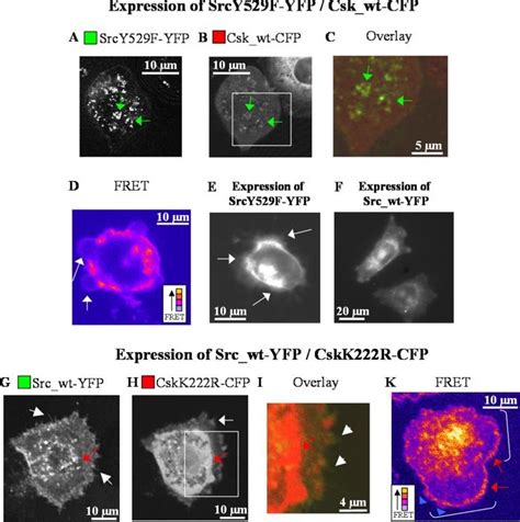 src and csk mutations reveal the importance of src inactivation for