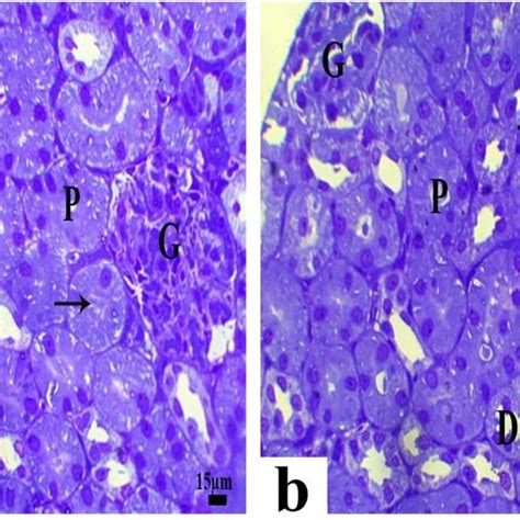 Photomicrograph Of Semithin Sections Of Renal Cortex A Of A Control